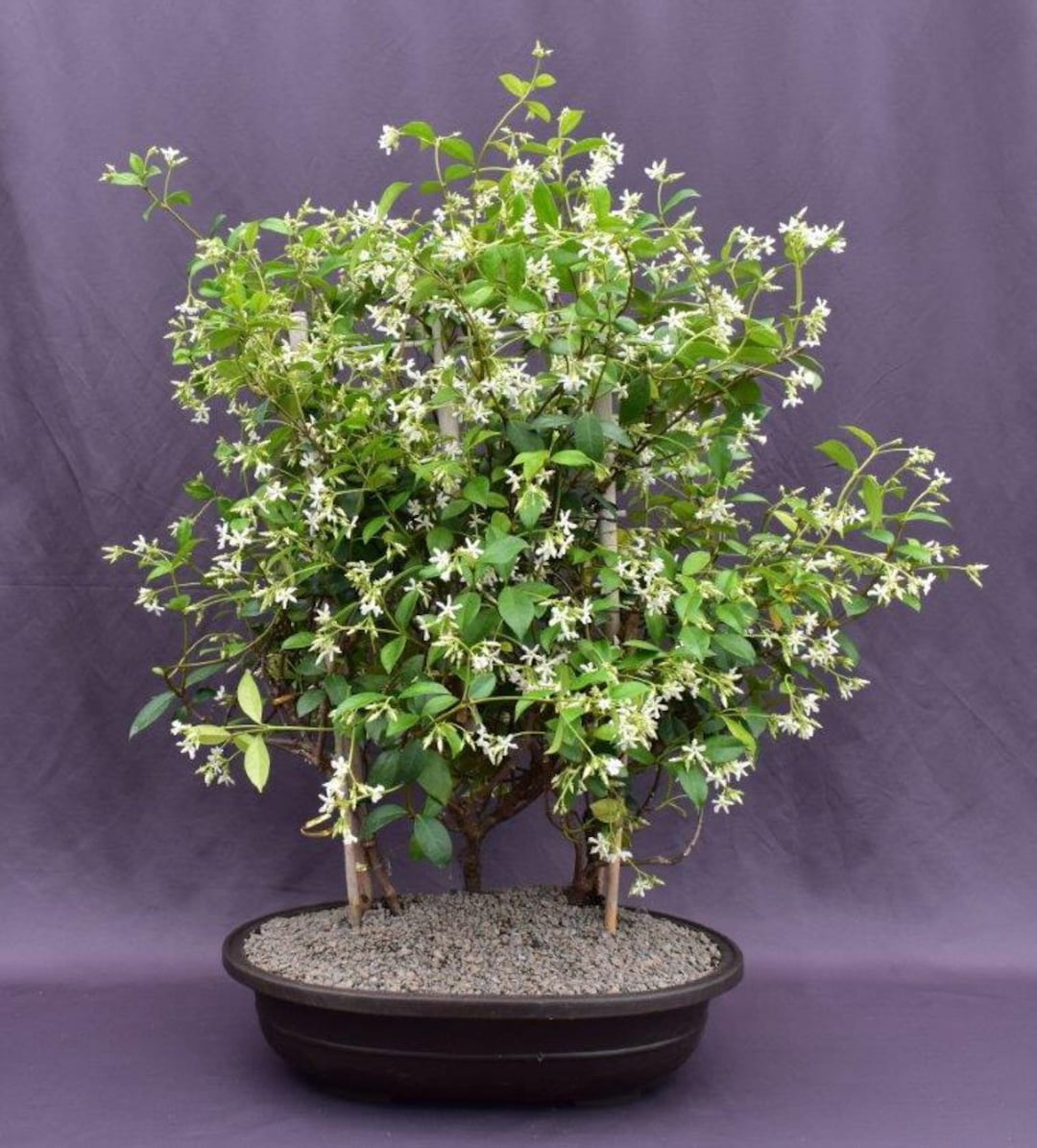 Trained Flowering White Jasmine Bonsai Tree trachelospermum Jasminoides Indoor Bonsai Flower ...