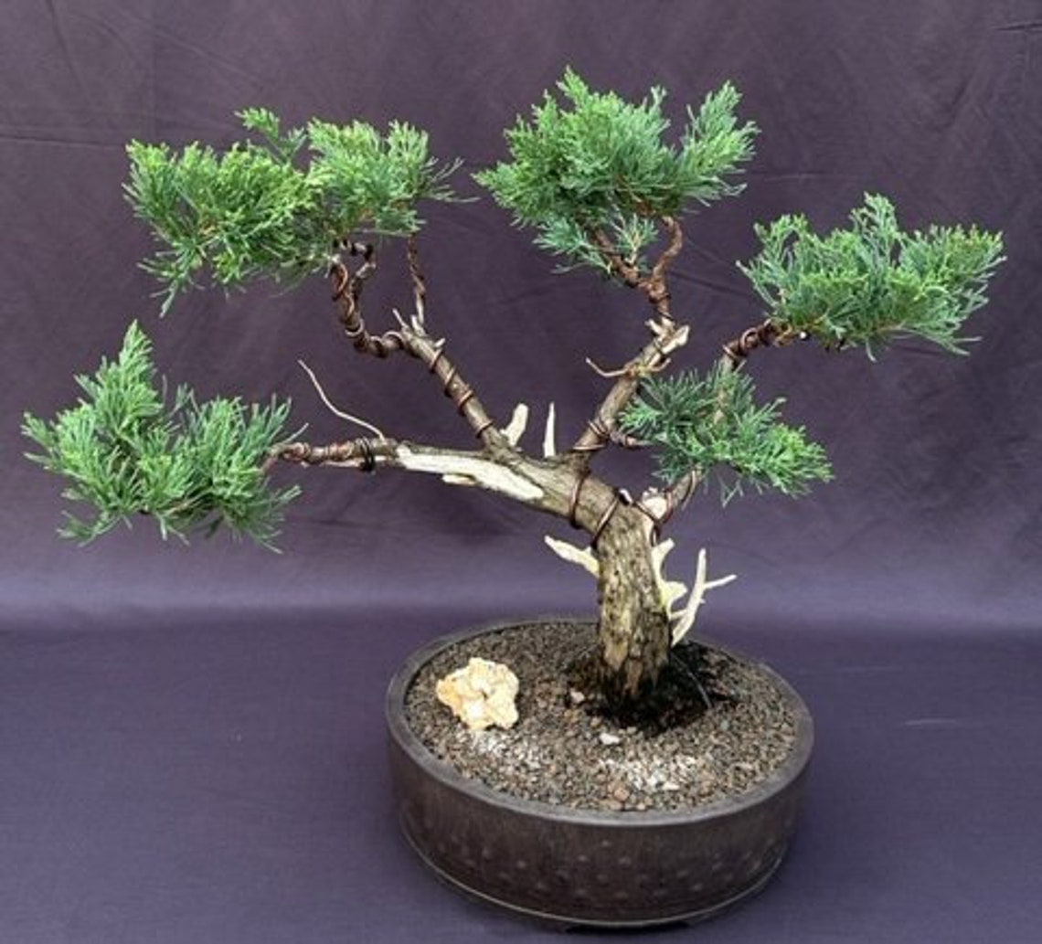 Juniper Outdoor Bonsai Tree Plant Trained in Jin & Shari Style ...