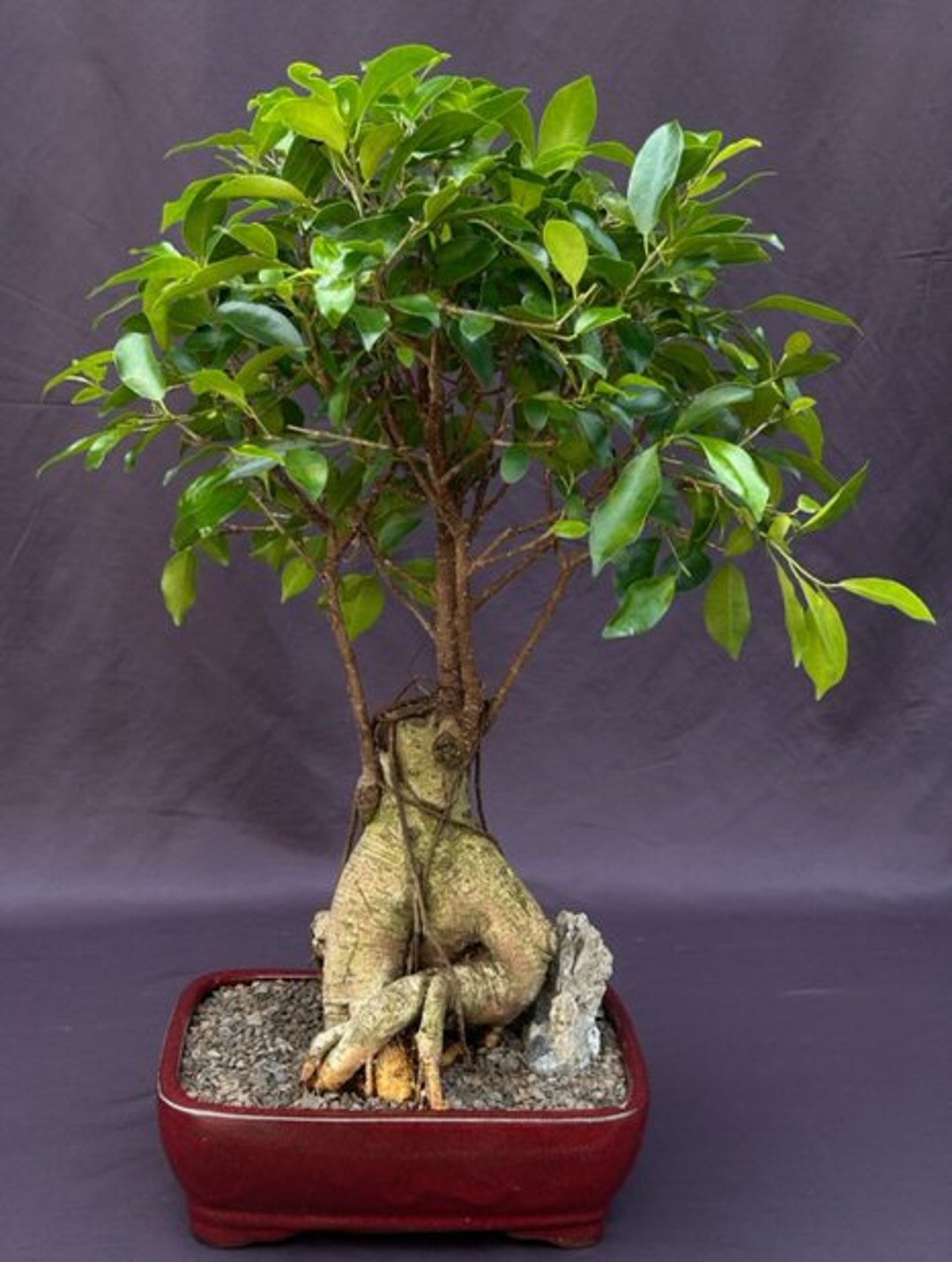 Ginseng Ficus Bonsai Tree ficus Retusa Indoor Bonsai Plant - Etsy
