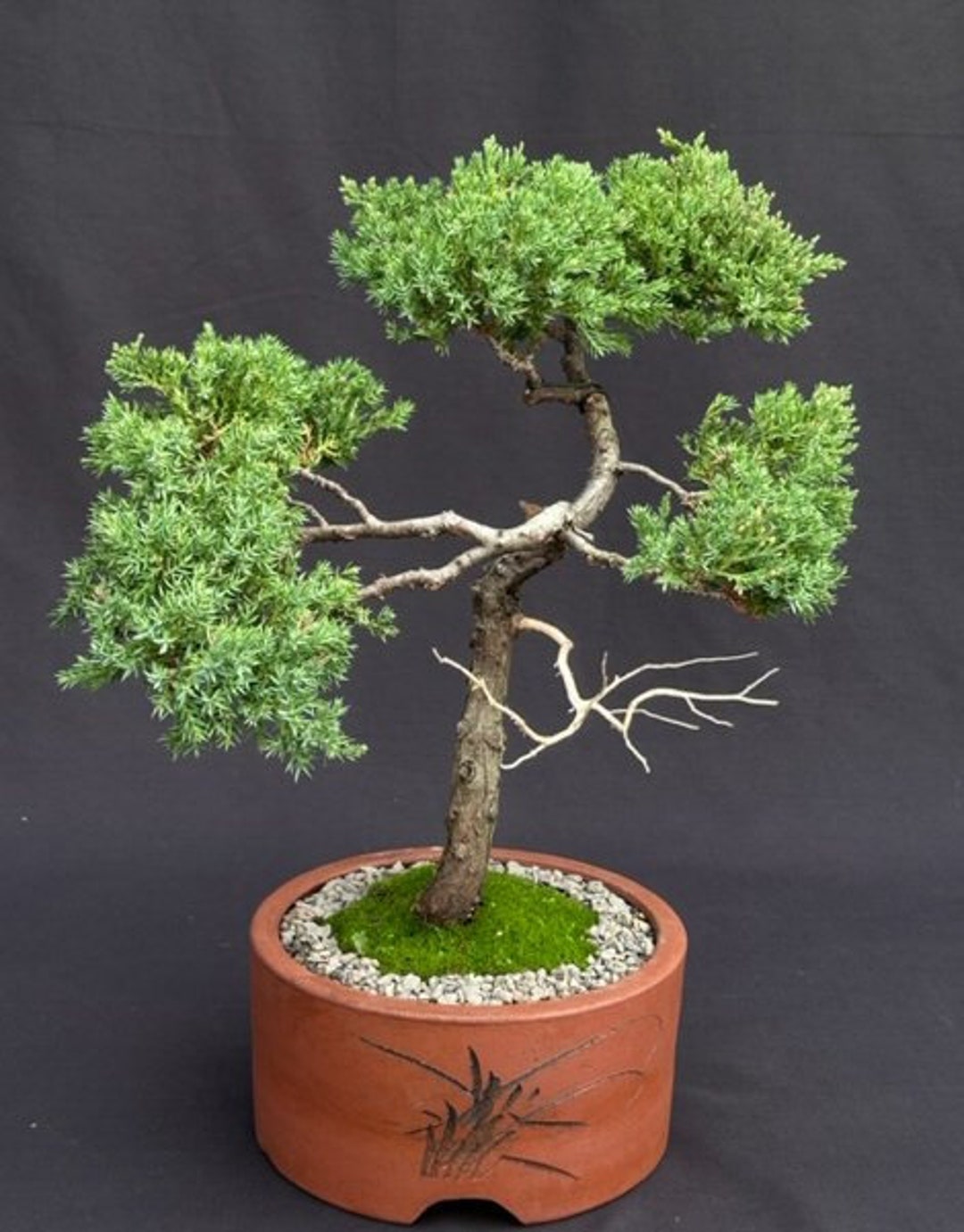Juniper Bonsai Tree Plant Trained in Jin Style juniper Procumbens Nana ...