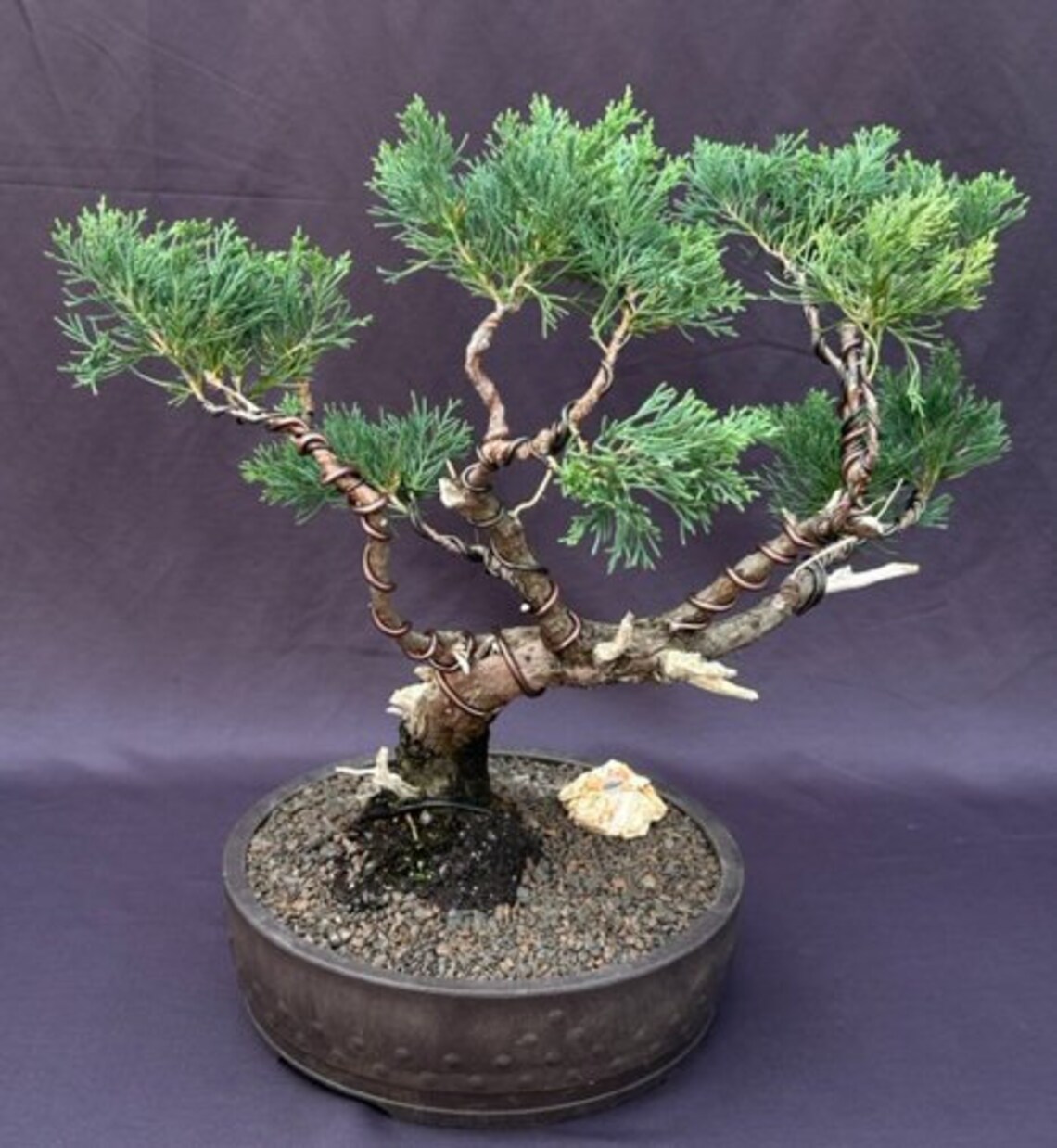 Juniper Outdoor Bonsai Tree Plant Trained in Jin & Shari Style ...
