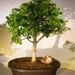 Flowering Premna Bonsai Tree premna Obtusifolia - Etsy