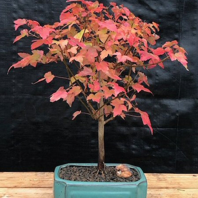Red Maple Bonsai Live Tree - Etsy