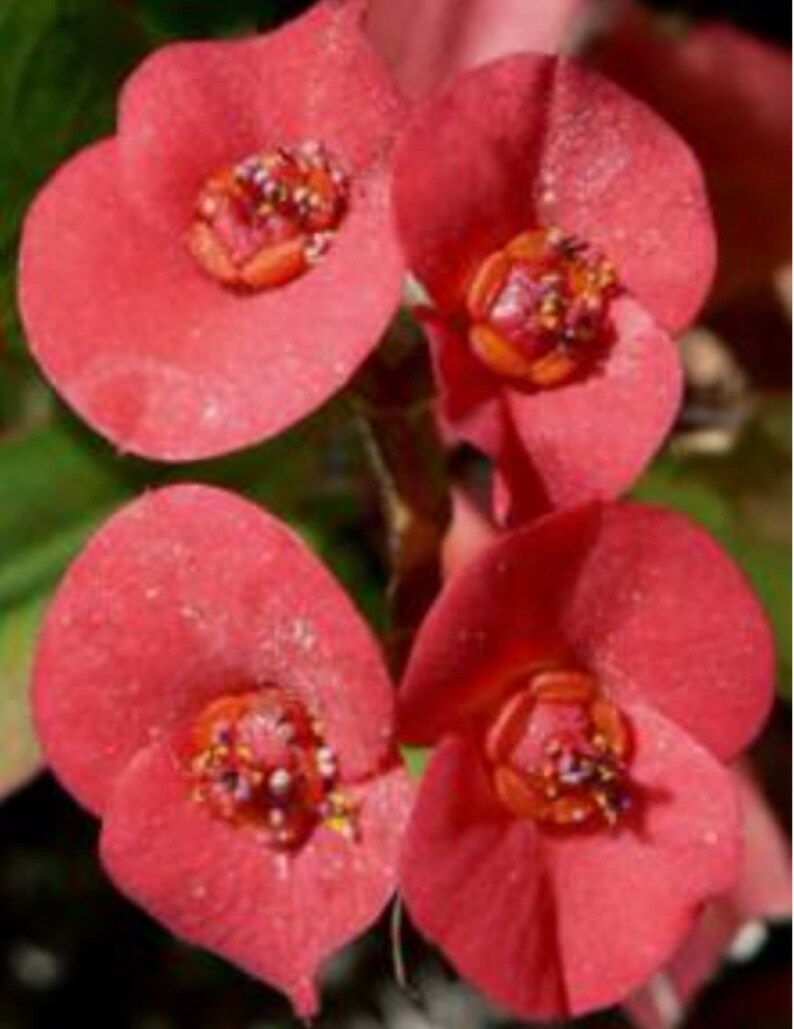 Flowering Crown of Thorns Bonsai Tree Red / Salmon euphorbia Milii - Etsy