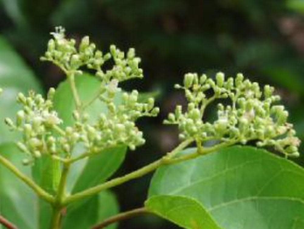 Flowering Premna Bonsai Tree premna Obtusifolia - Etsy