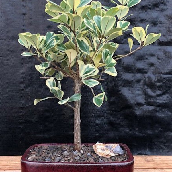 Ficus Triangularis Variegated - Etsy