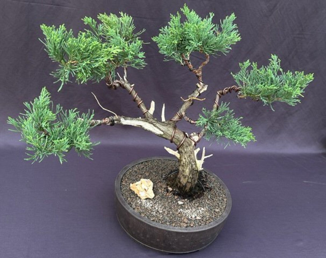 Juniper Outdoor Bonsai Tree Plant Trained in Jin & Shari Style ...