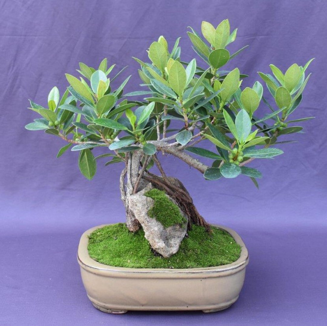 Fruiting Green Emerald Ficus Bonsai Tree Root Over Rock ficus ...