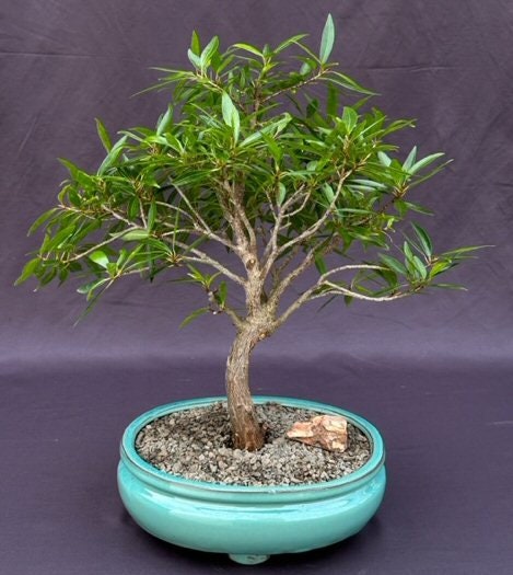 Willow Leaf Ficus Bonsai Tree ficus Nerifolia/salisafolia Indoor Bonsai ...