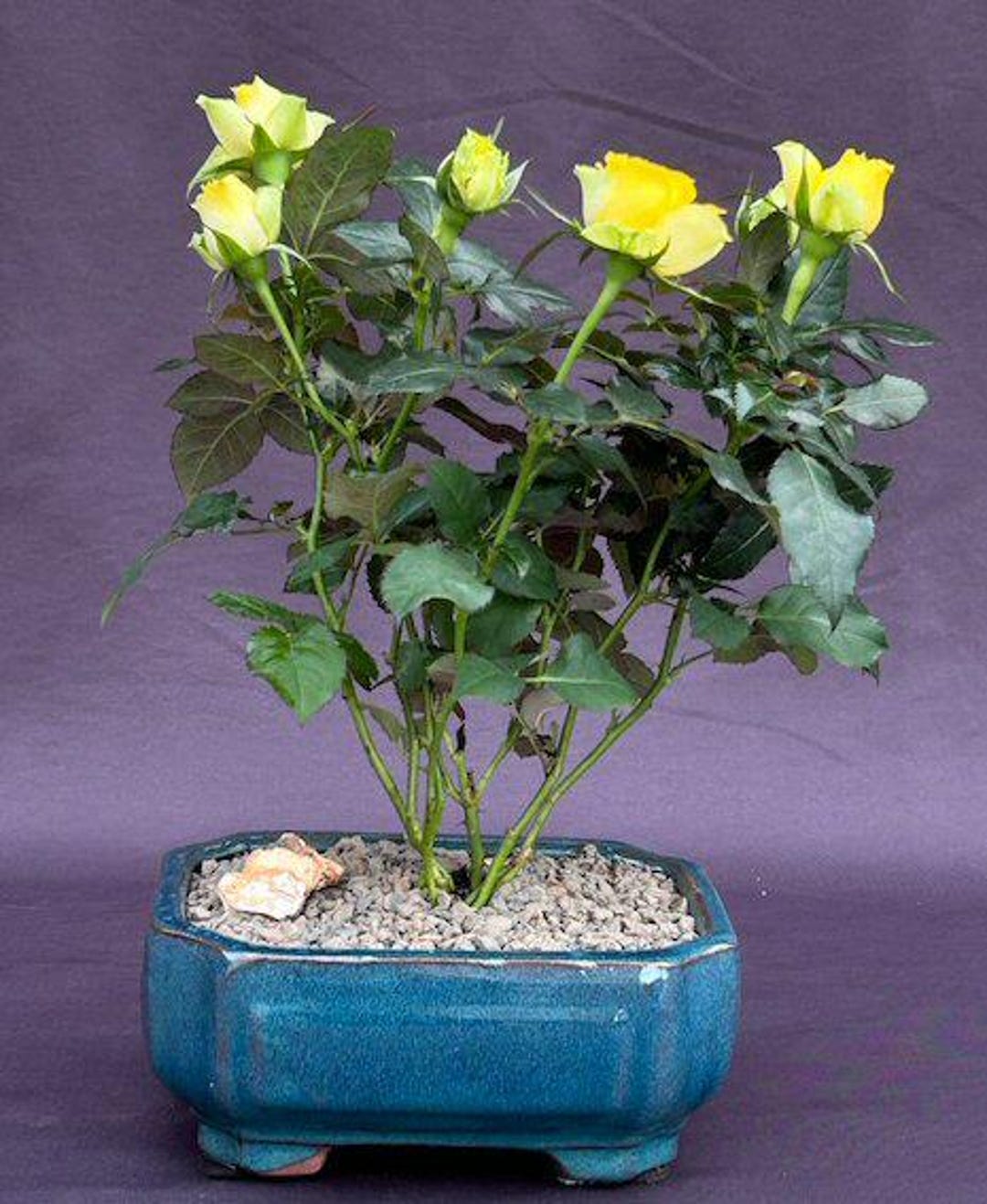 Flowering Yellow Mini Rose Bonsai Tree Tiny Yellow Indoor Bonsai Flower ...