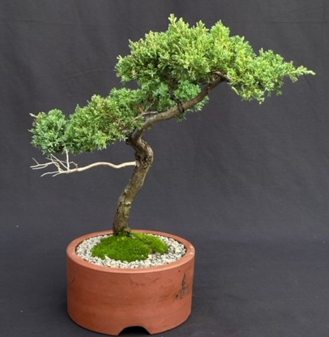 Juniper Bonsai Tree Plant Trained in Jin Style juniper Procumbens Nana ...