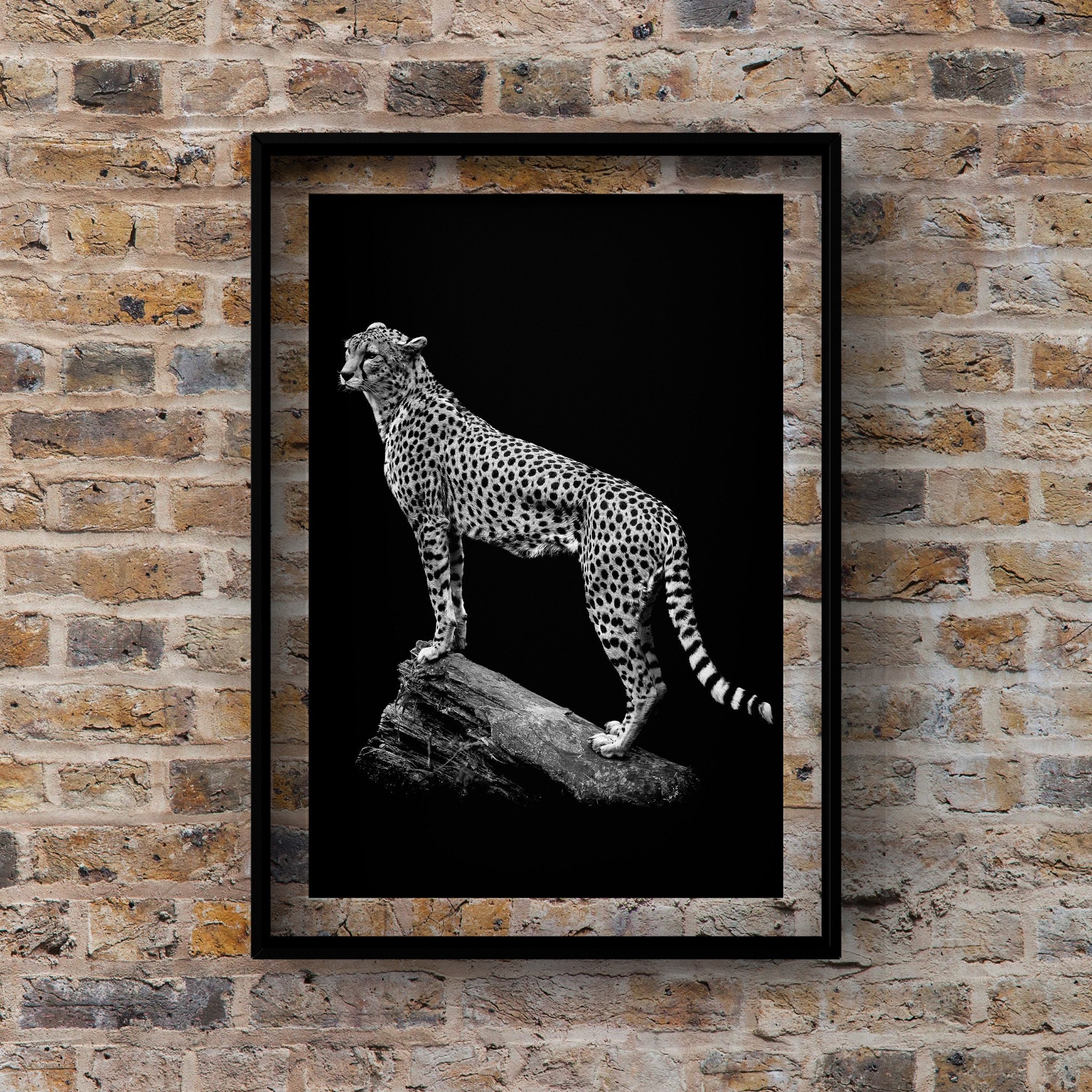 Cheetah Pose B&W - Etsy