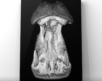 Hippo Head Clip Art Open Mouth Single Image - Etsy