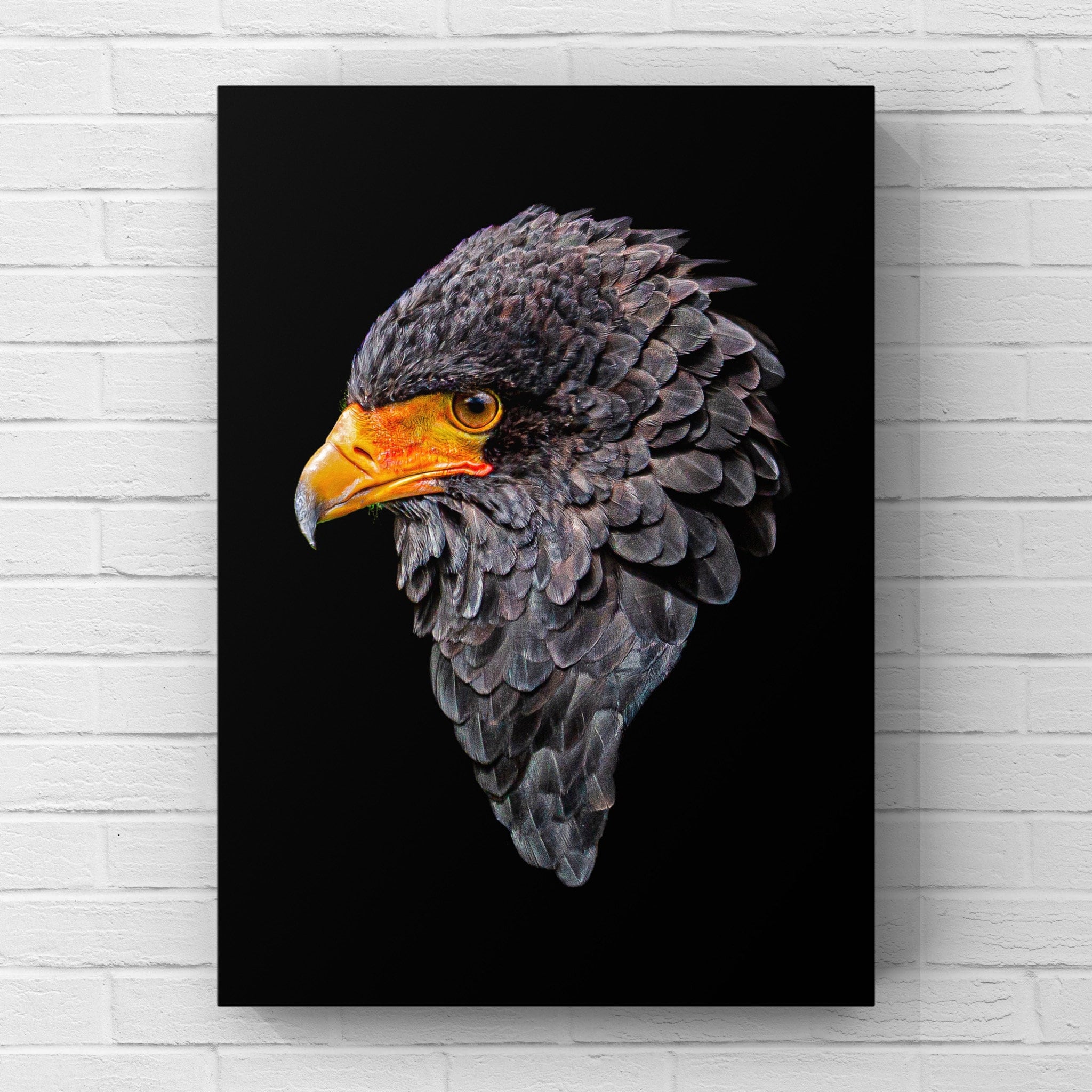 Great Bateleur