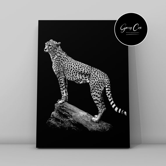 Cheetah Pose B&W | Etsy