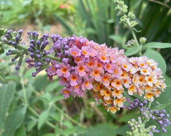 Bi Colored Butterfly Bush - Etsy