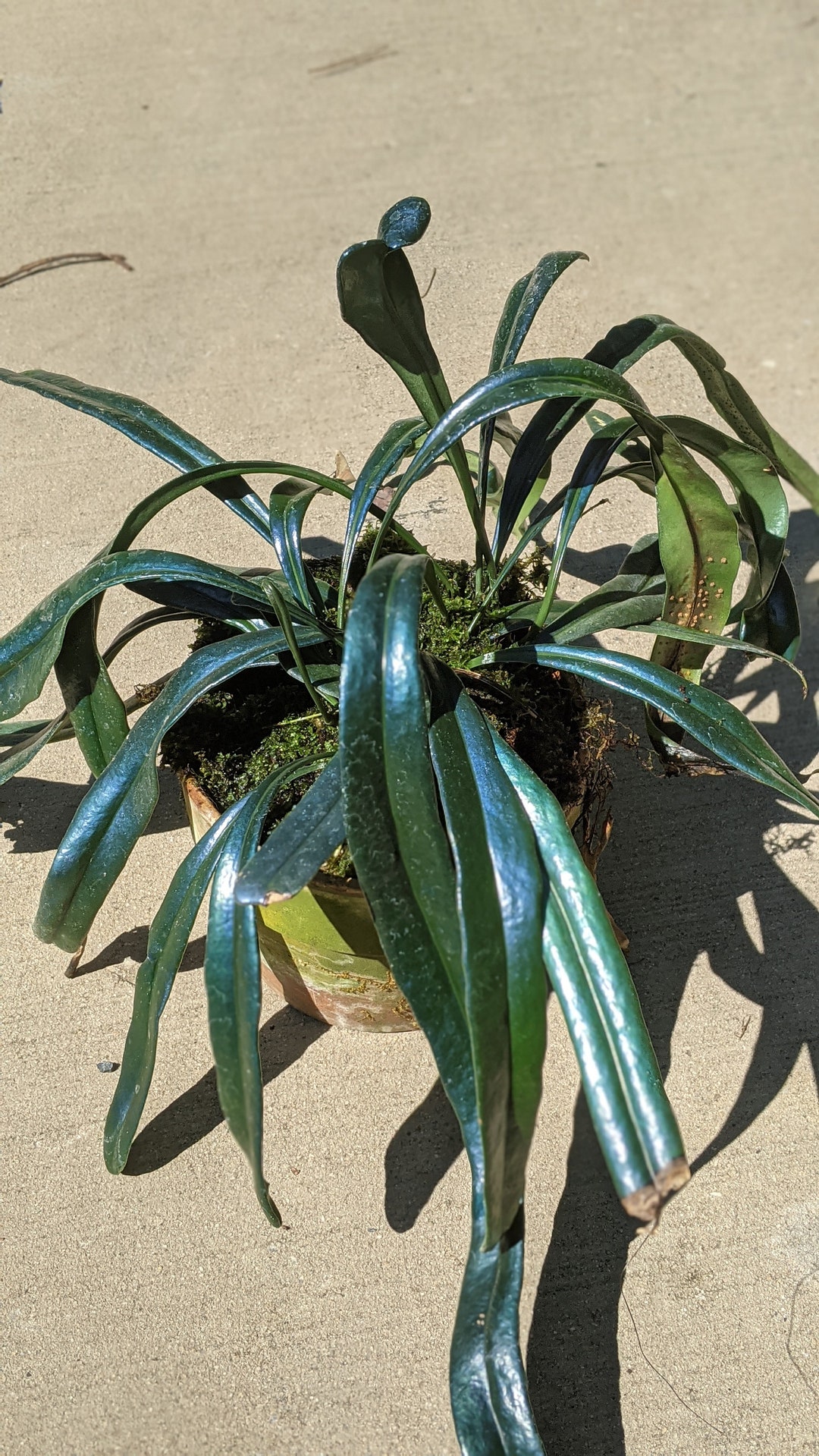 Microsorum Thailandicum, Rare Blue Oil Fern, 3 Year Old Plants (non ...