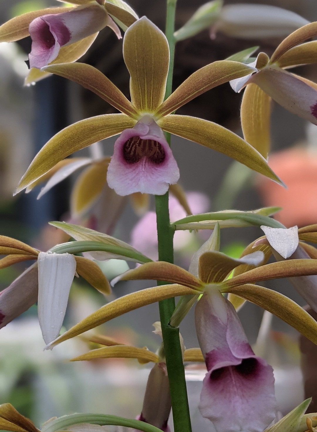 Phaius Tankervilleae "nuns Hood Orchid" (non-exact) - Etsy
