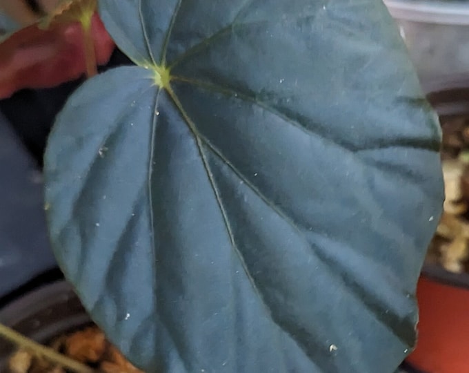 Begonia Pavonina, Blue Begonia, Young Plants - Etsy