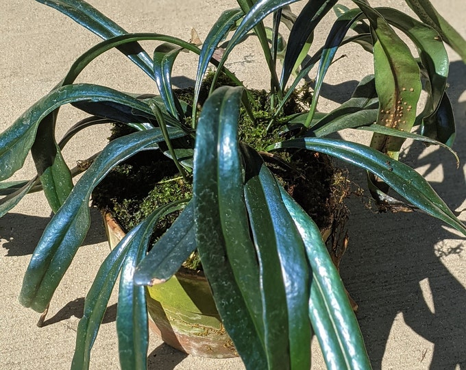 Microsorum Thailandicum, Rare Blue Oil Fern, Young Plants - Etsy