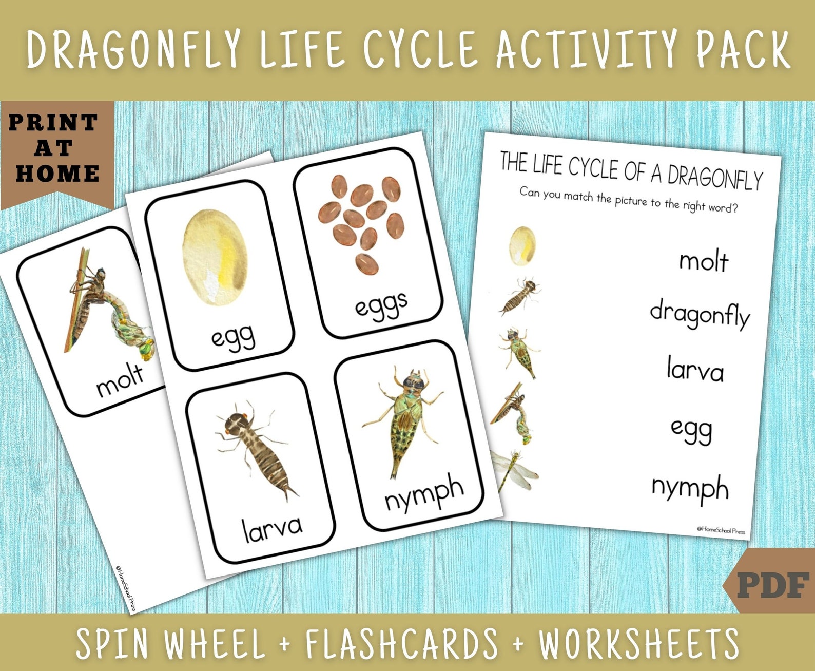 Dragonfly Life Cycle Activity Pack Printable Mini Beasts | Etsy