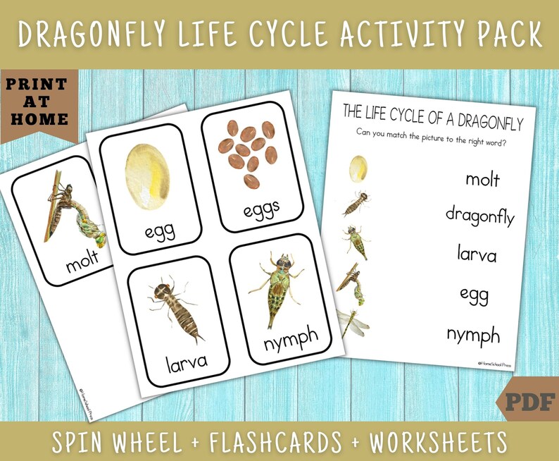 Dragonfly Life Cycle Activity Pack Printable Mini Beasts - Etsy