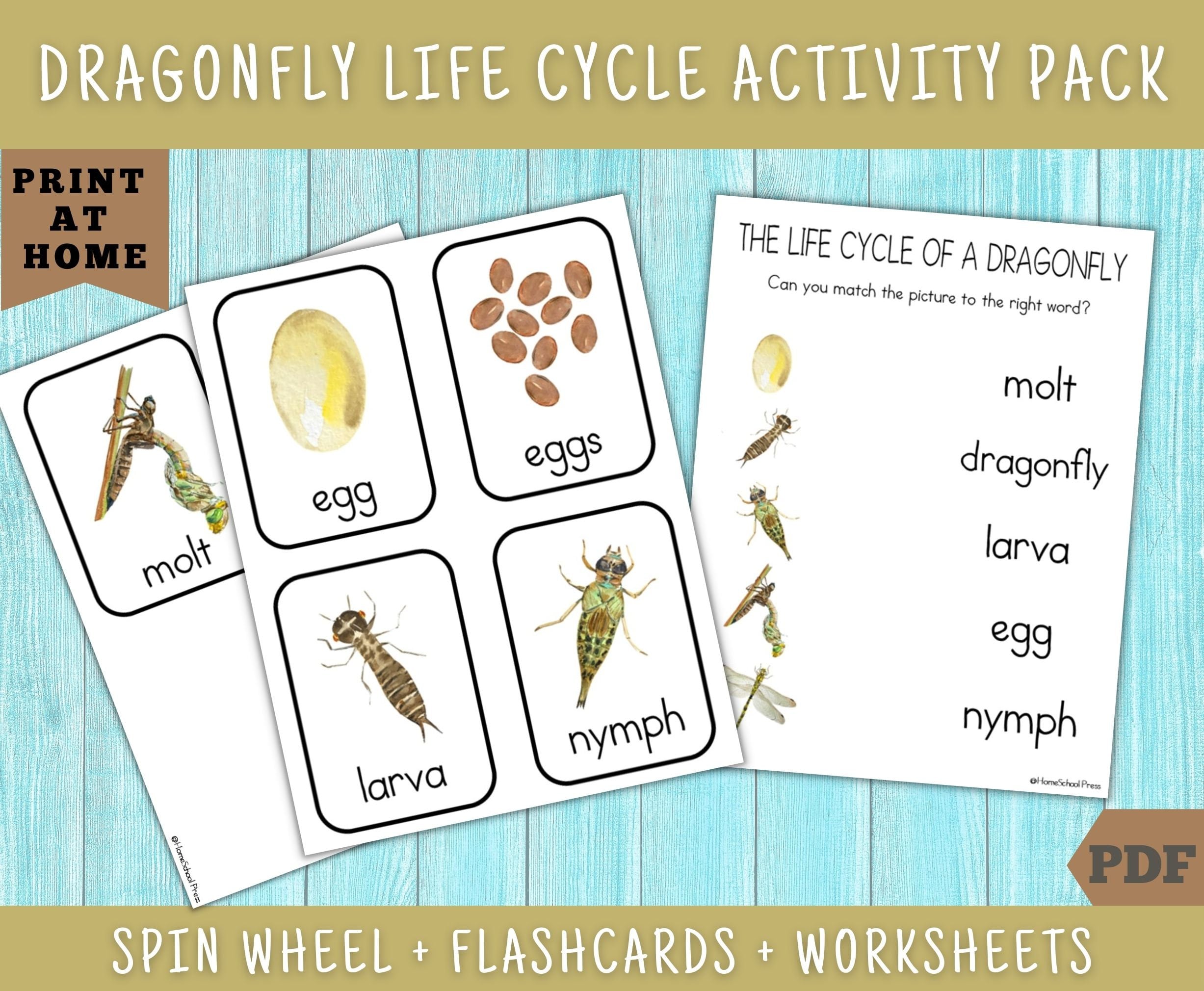 Dragonfly Life Cycle Activity Pack, Printable Mini Beasts Project for ...