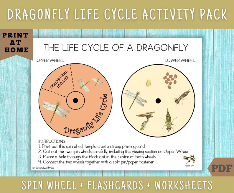 Dragonfly Life Cycle Activity Pack Printable Mini Beasts - Etsy