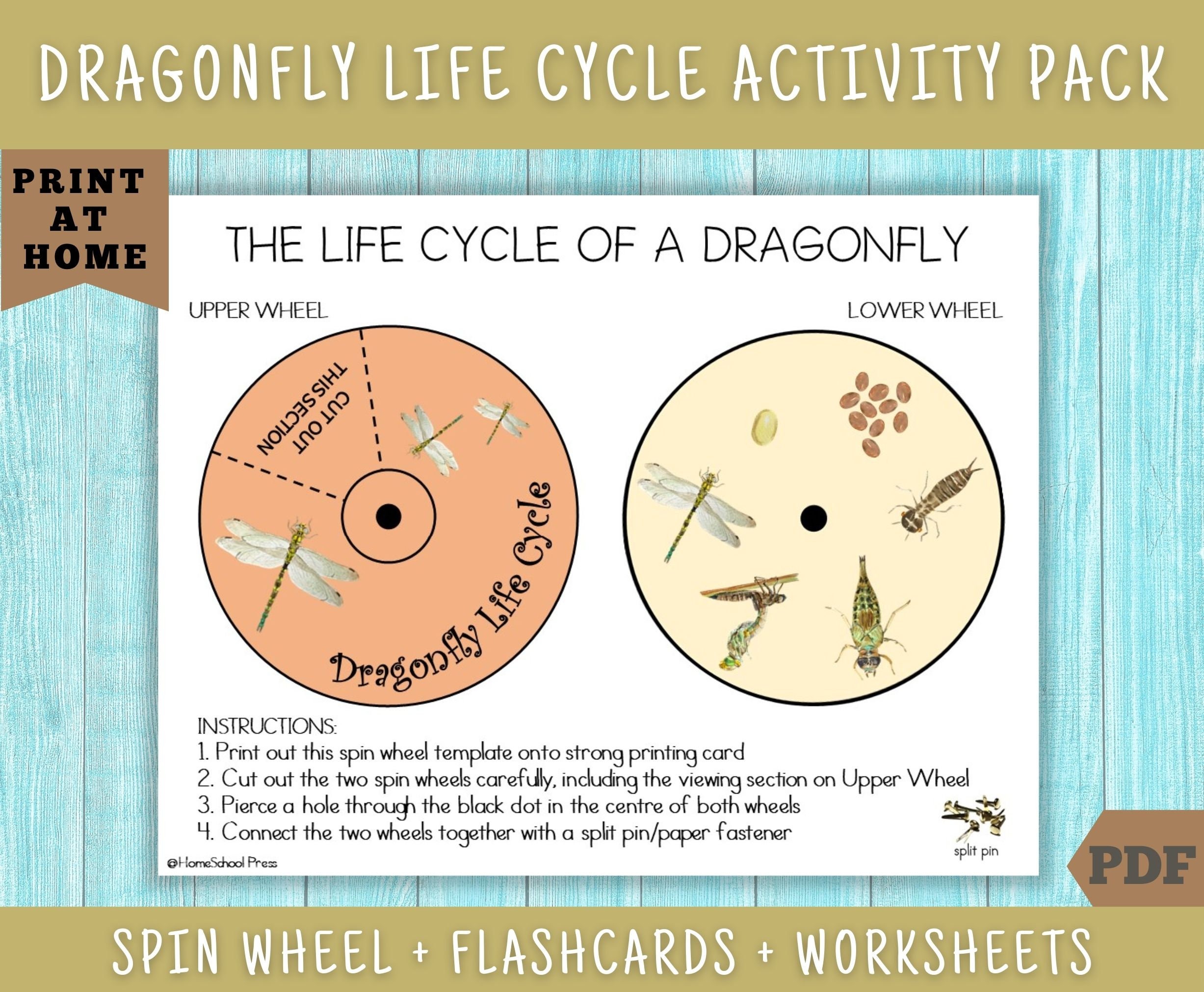 Dragonfly Life Cycle Activity Pack, Printable Mini Beasts Project for ...