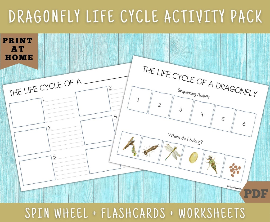 Dragonfly Life Cycle Activity Pack, Printable Mini Beasts Project for ...