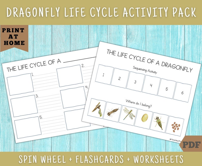 Dragonfly Life Cycle Activity Pack Printable Mini Beasts | Etsy