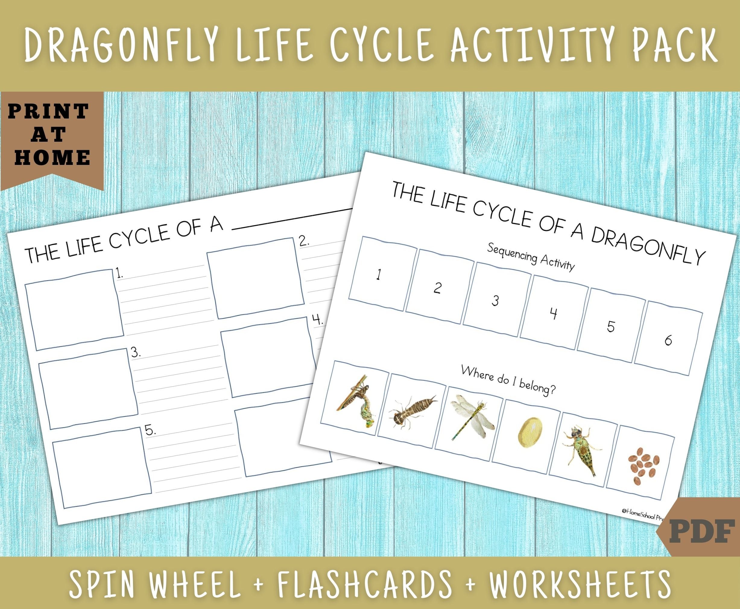 Dragonfly Life Cycle Activity Pack, Printable Mini Beasts Project for ...