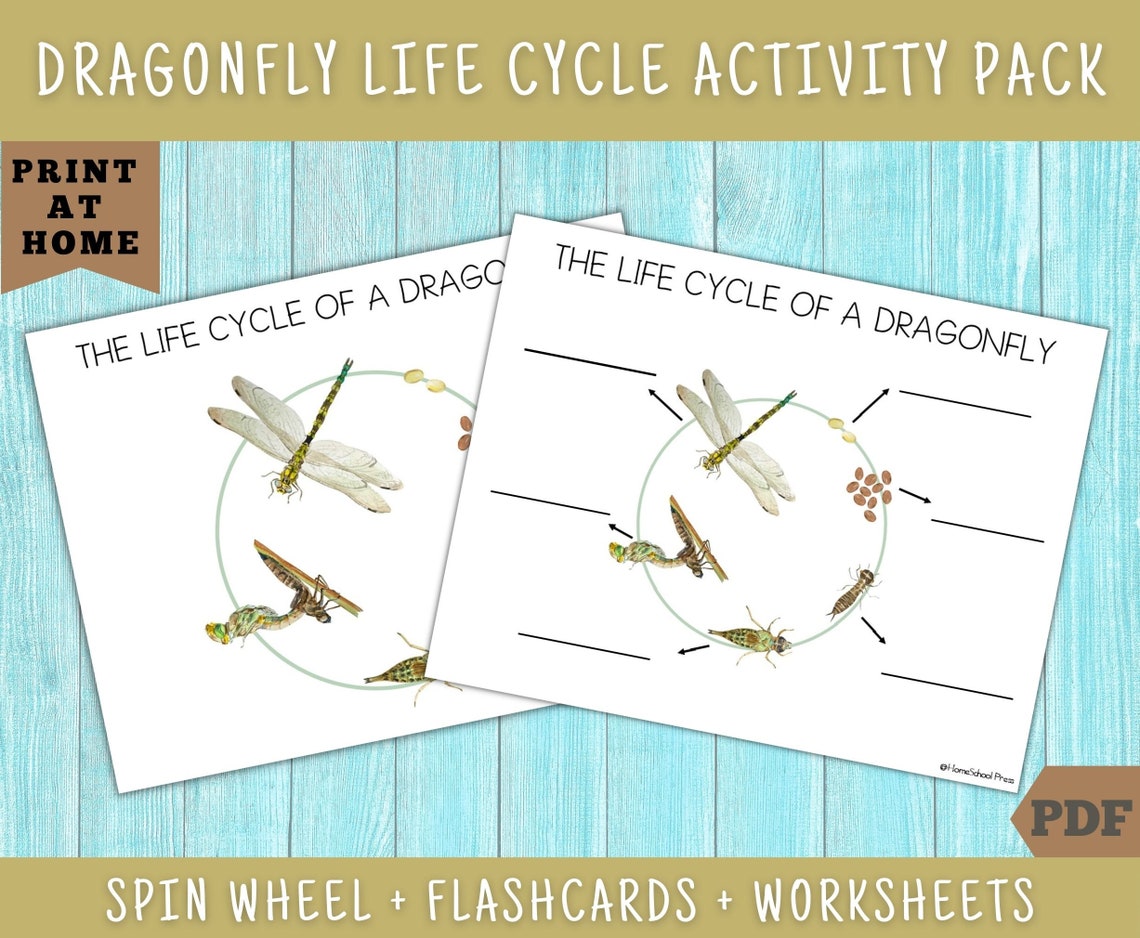 Dragonfly Life Cycle Activity Pack Printable Mini Beasts | Etsy