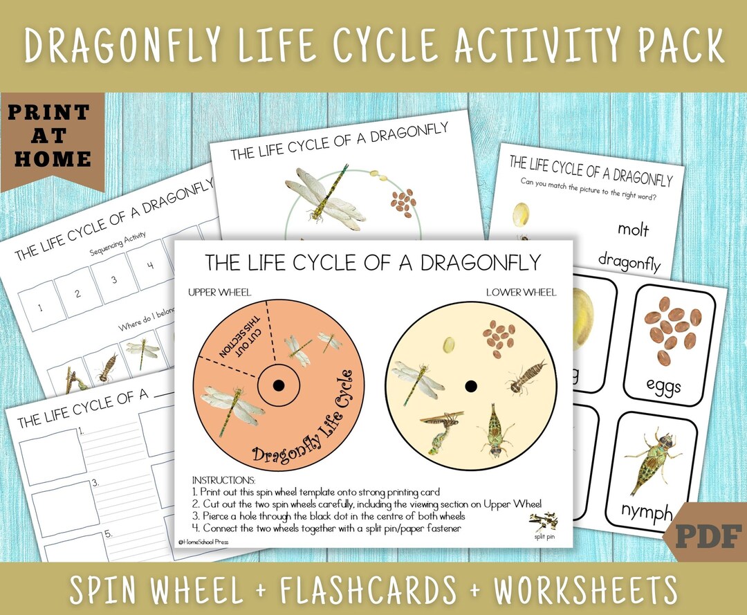 Dragonfly Life Cycle Activity Pack, Printable Mini Beasts Project for ...