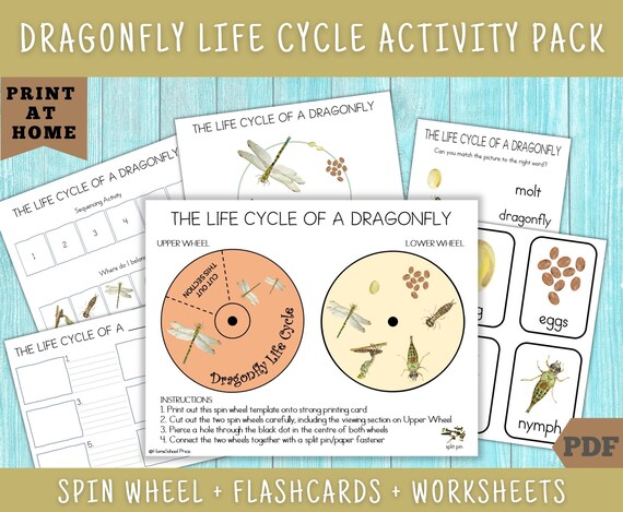 Dragonfly Life Cycle Activity Pack Printable Mini Beasts | Etsy