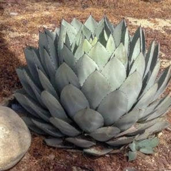Agave Seeds - Etsy