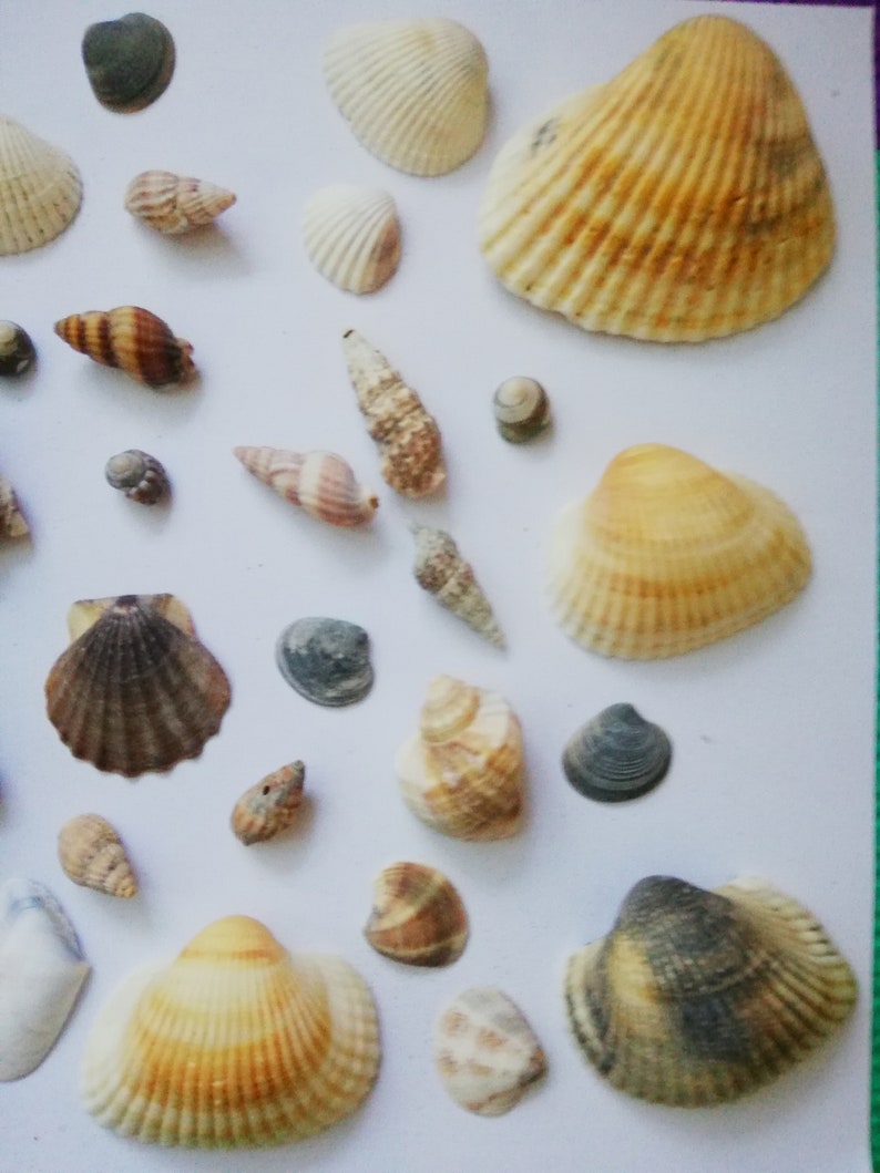 Mix of Sea Shells Ideal Sea Collection DIY Project Supply - Etsy