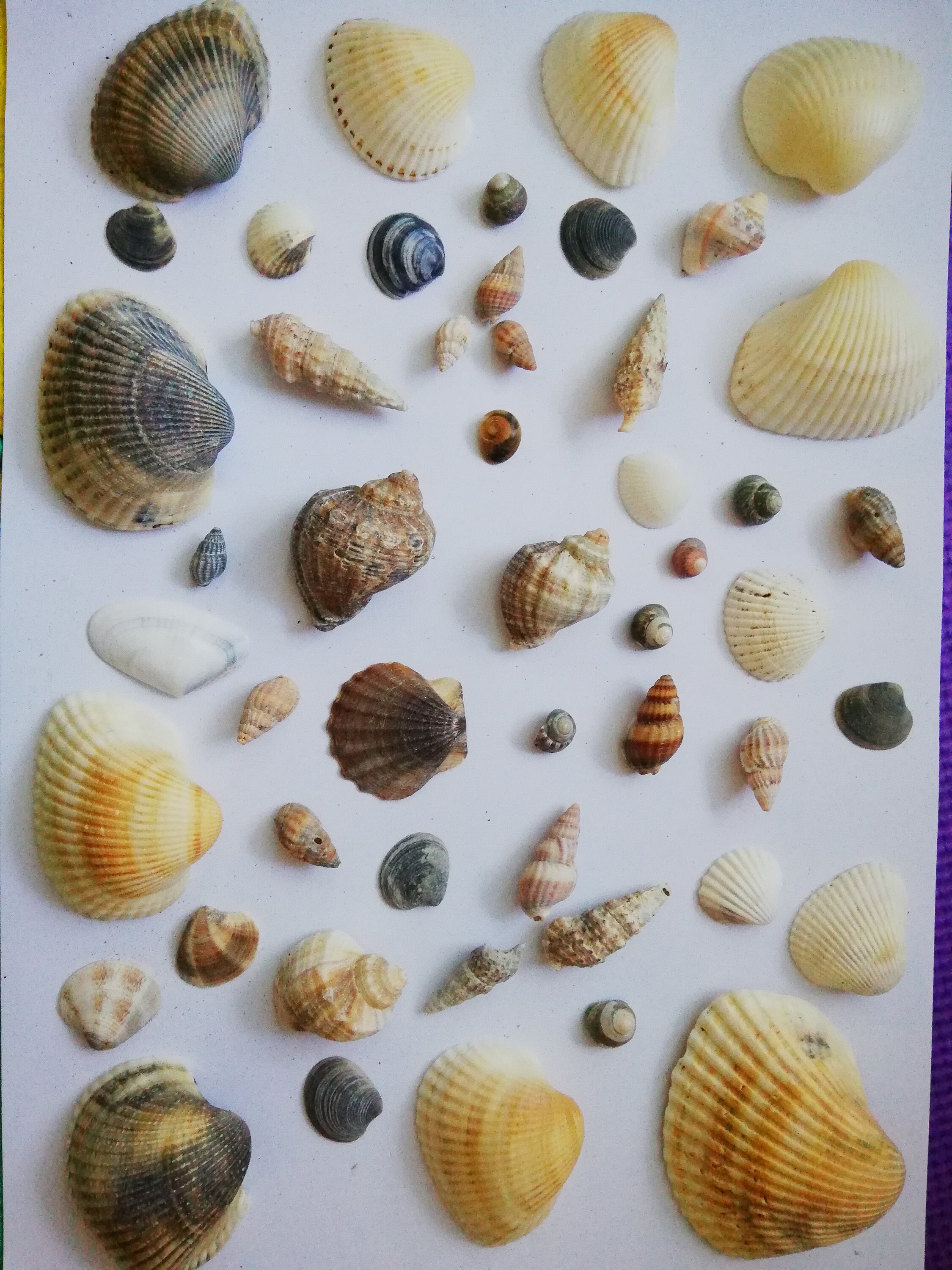 Mix of Sea Shells Ideal Sea Collection DIY Project Supply - Etsy