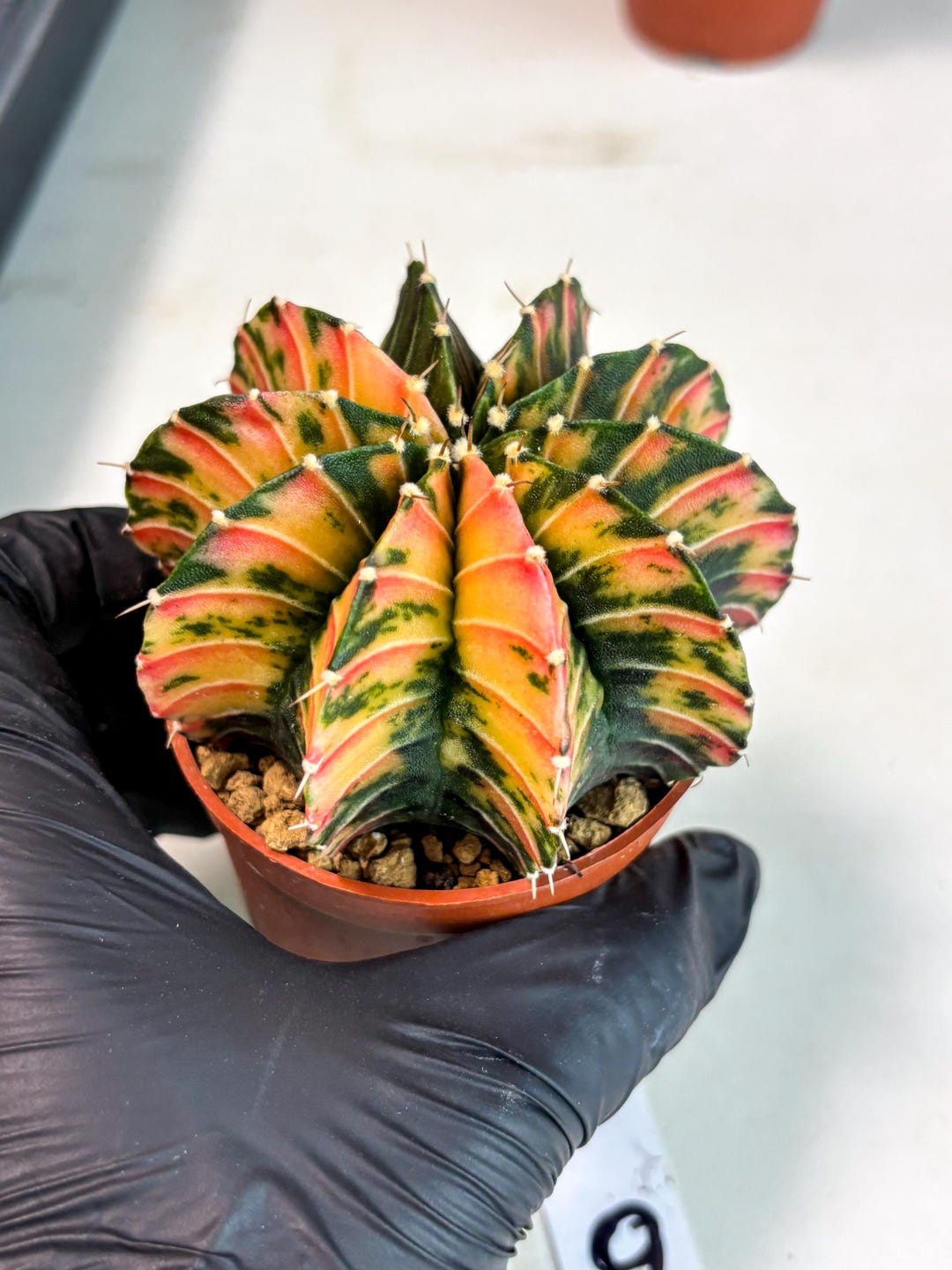 Gymnocalycium Lb Hybrid (gy5) (r6) | Imported Plants - Etsy