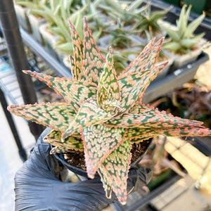 Aloe Firecracker | Indoor Succulents | 3.5" Planter - Etsy