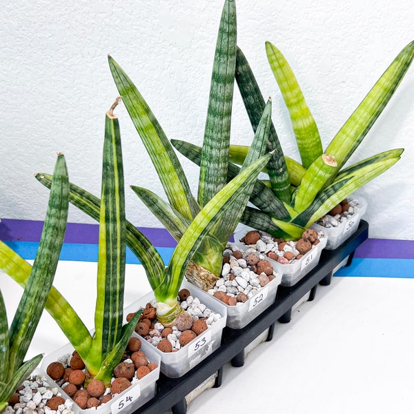 Sansevieria Boncel Variegated - Etsy