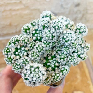 Rare Cactus Mammillaria Gracilis Fragilis Monstrose P7 Summer-dormant ...