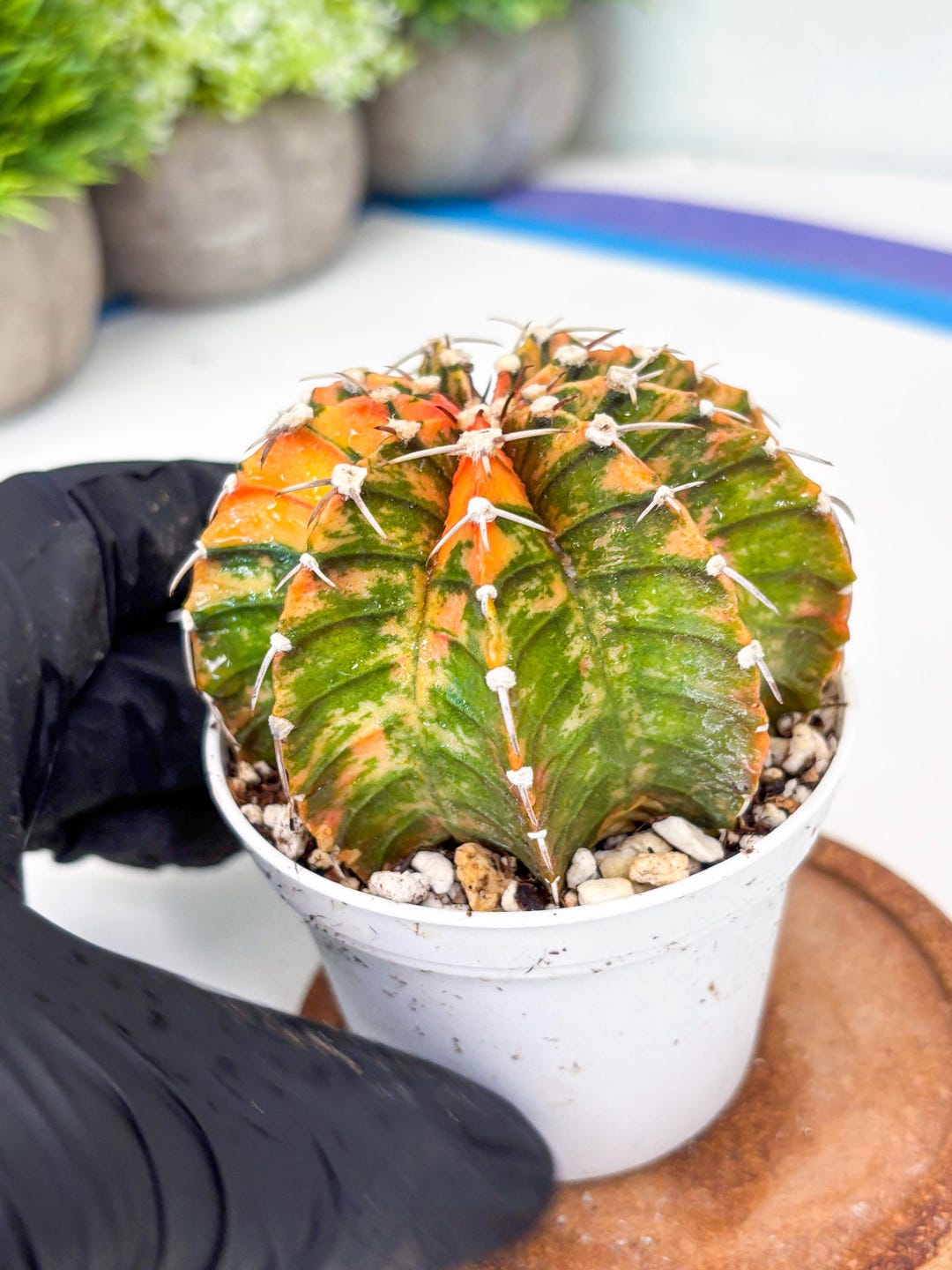 Gymnocalycium LB Hybrid | (gy7) (y3) | Variegated Cactus - Etsy
