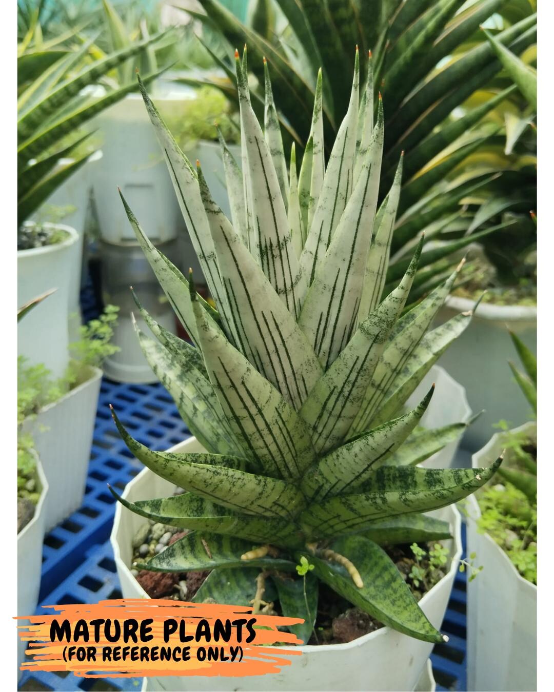 Sansevieria Nakhon Luang (#PH21) | Imported Plants | Rare Hybrid ...
