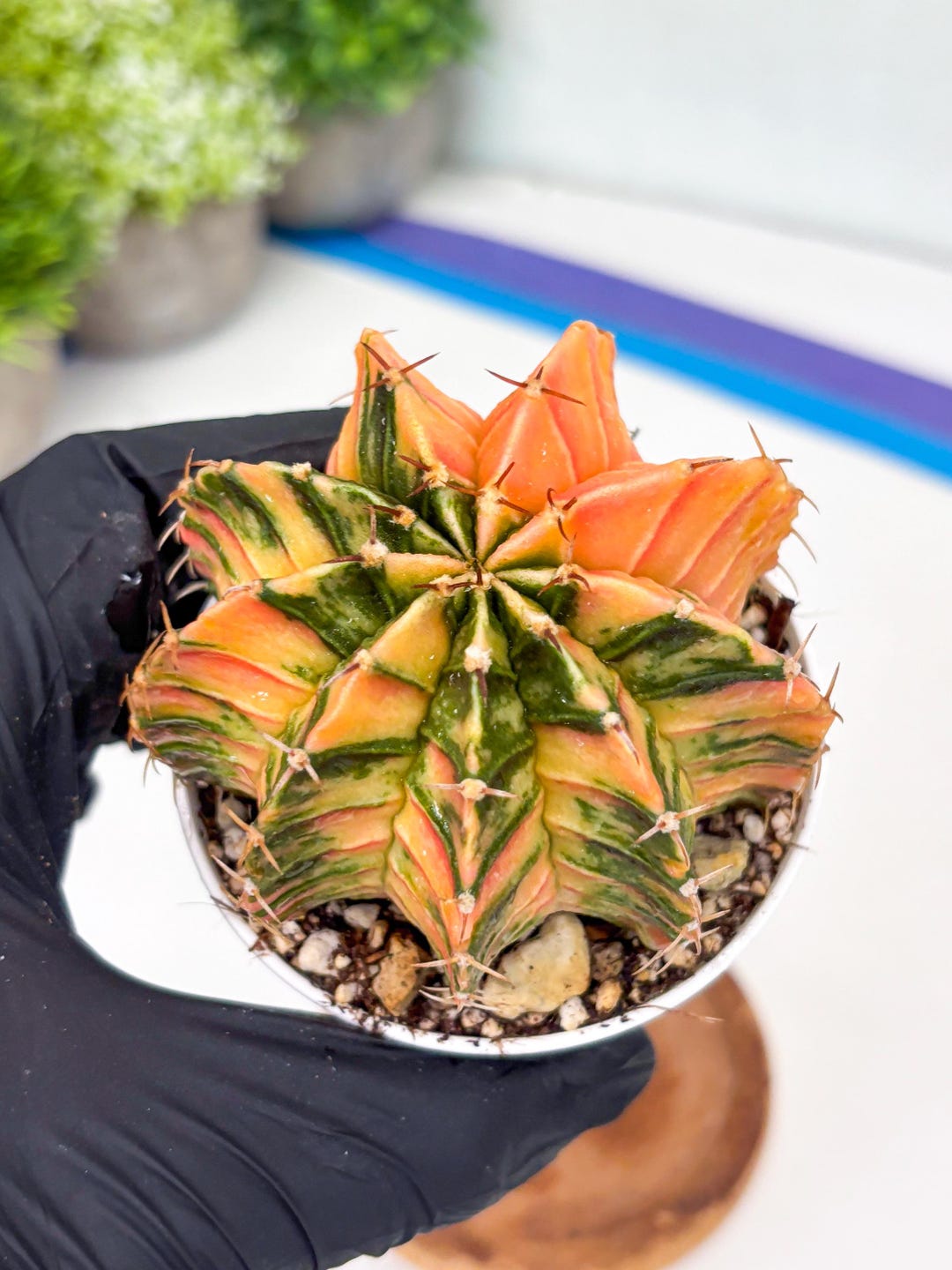 Gymnocalycium LB Hybrid | (gy7) (g5) | Variegated Cactus - Etsy