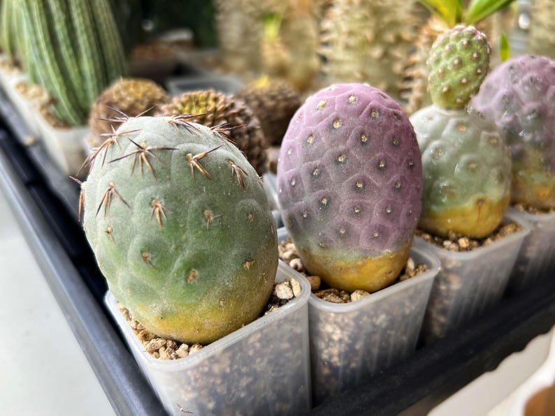 Rare Tephrocactus Geometricus: Single Ball Cactus - Etsy