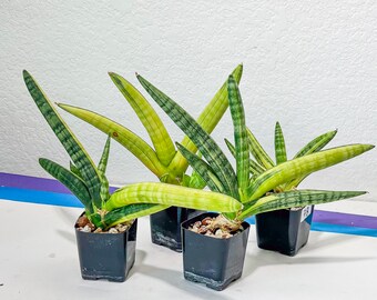 Sansevieria Boncel Variegata Variegated Chunky Snake Plant - Etsy