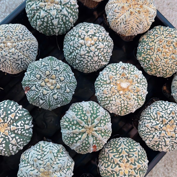 Astrophytum Seeds - Etsy