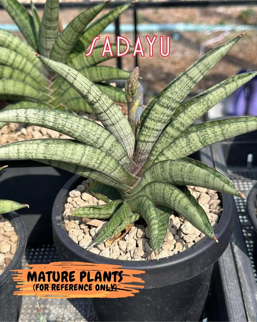 Sansevieria Sadayu (#AC64) | Unearth a Unique and Uncommon Plant - Etsy