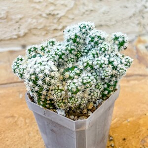 Rare Cactus Mammillaria Gracilis Fragilis Monstrose P7 Summer-dormant ...